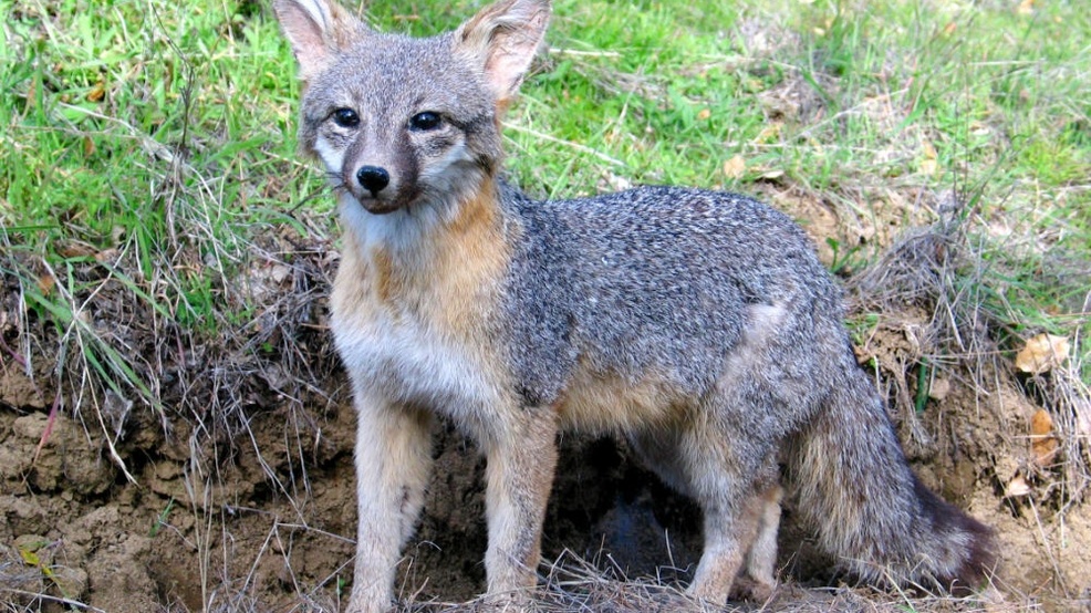 Fox captured in Onslow County; rabies confirmed | WCTI