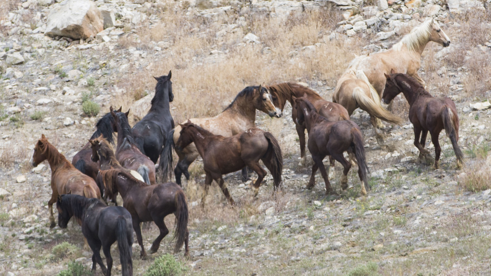 Officials mull ways to limit wild horse population growth in Western ...