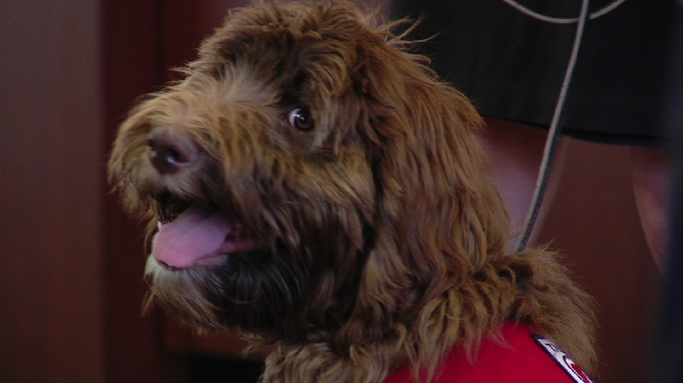 New therapy dog brings comfort to Ronald McDonald House | KUTV