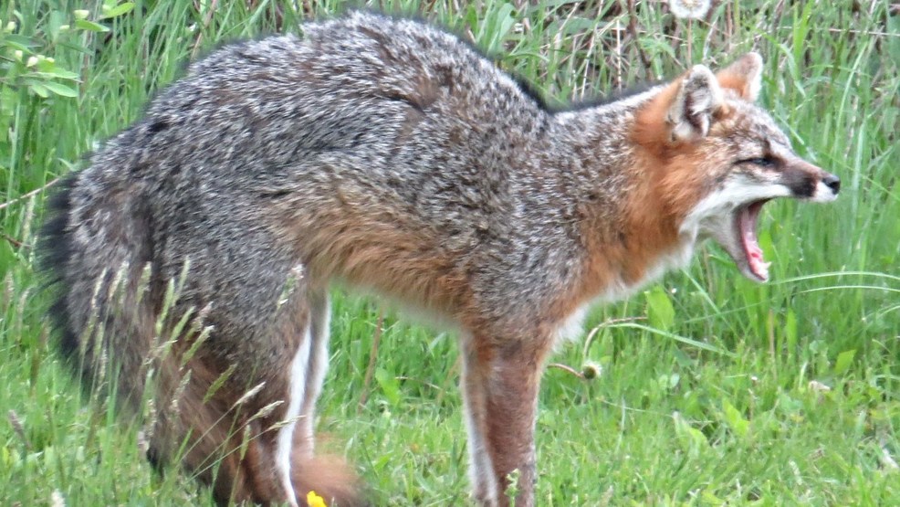 Police: Fox on the loose after attacking man, cat and dog in Fairfax ...