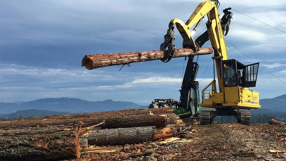 New wood technology may offer hope for struggling timber industry | KOMO