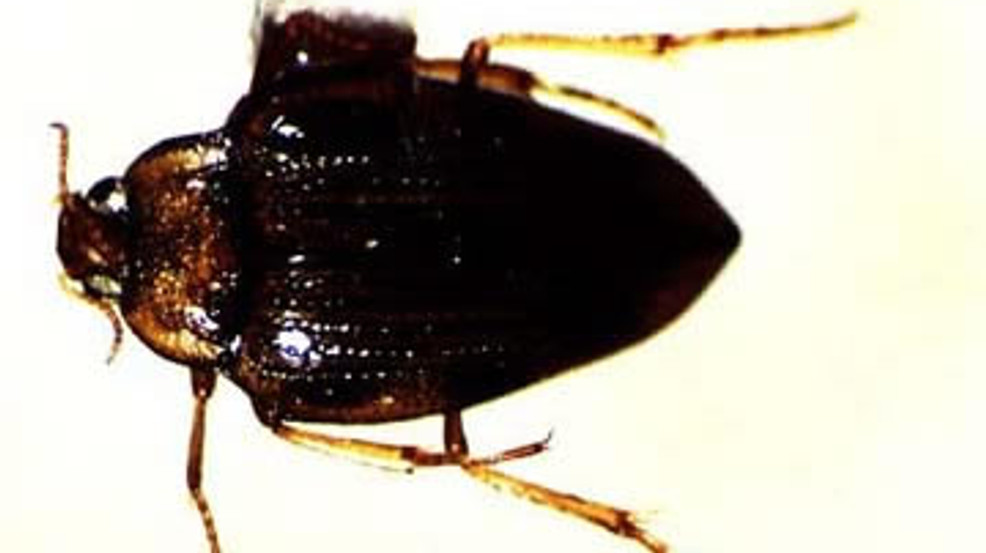 Rare Michigan beetle recovered in northern Michigan stream | WPBN