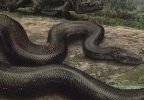 Titanoboa, monstrous prehistoric snake, replica on display at ...