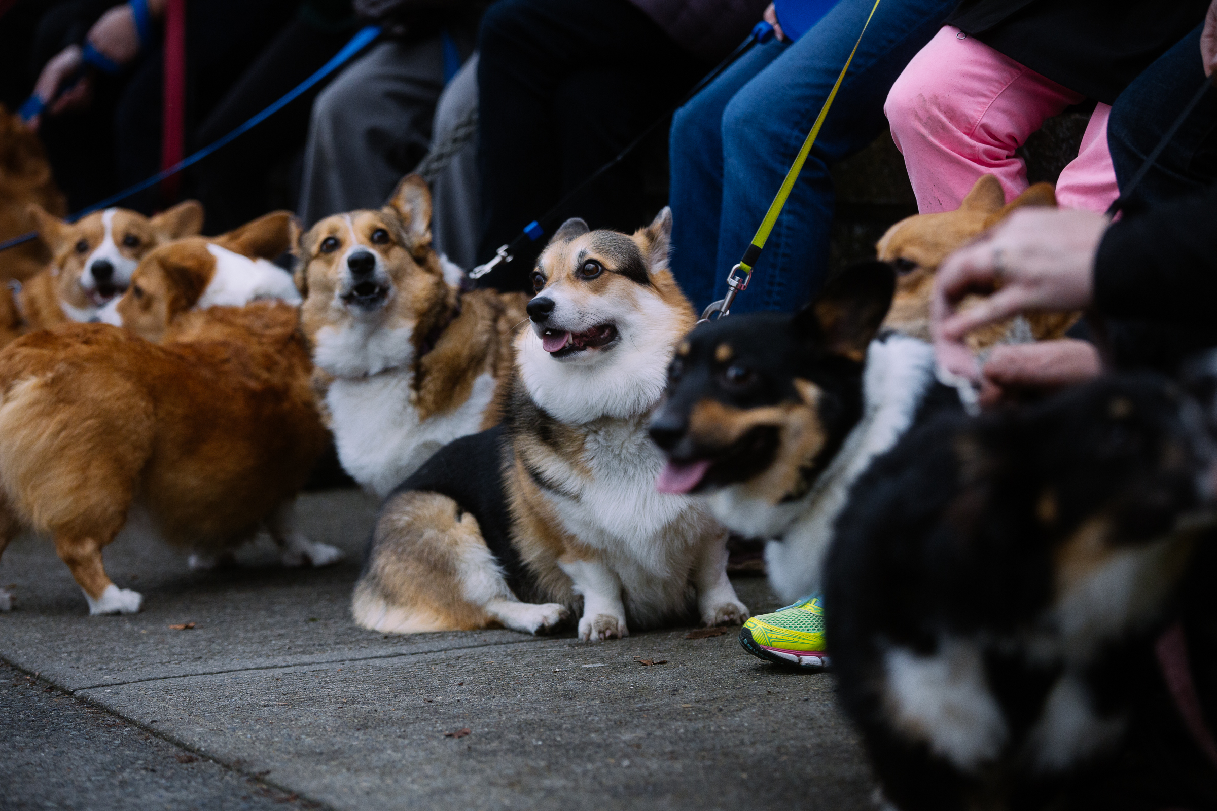 So many corgis at the Green Lake Corgi Walk | Seattle Refined
