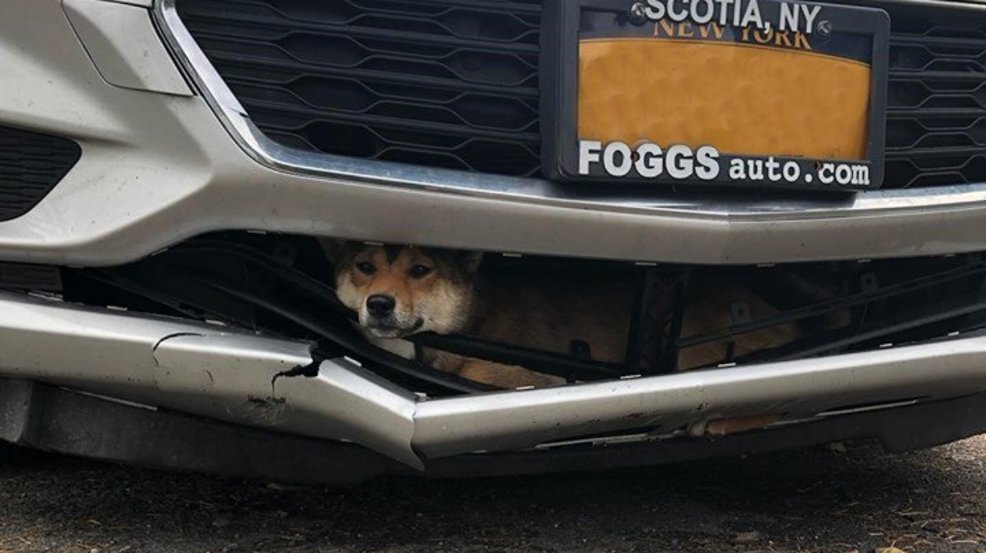 Dog hit by car, wedged between bumper for miles but survives | WRGB