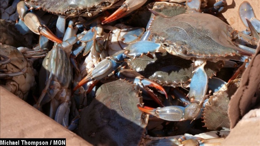 Seafood processor and owner sentenced for mislabeling crab meat | WCTI