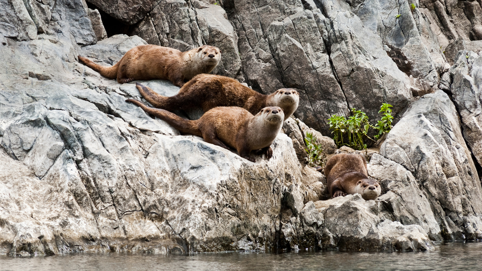 CWI lands on new mascot: the Otters | KBOI