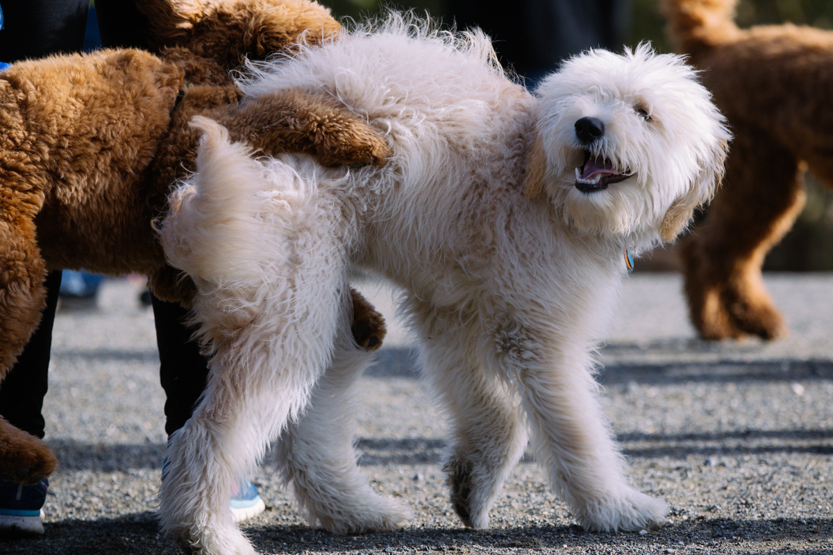 Photos: Seattle's monthly Doodle Romp at Magnuson Park | Seattle Refined