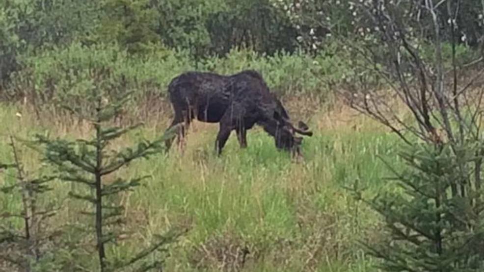 Moose sighting turns heads in Marquette Co., Michigan | WLUK