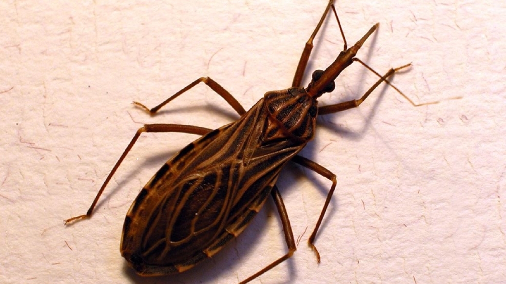Health Officials: Deadly 'Kissing Bug' Reported in Georgia | WTVC