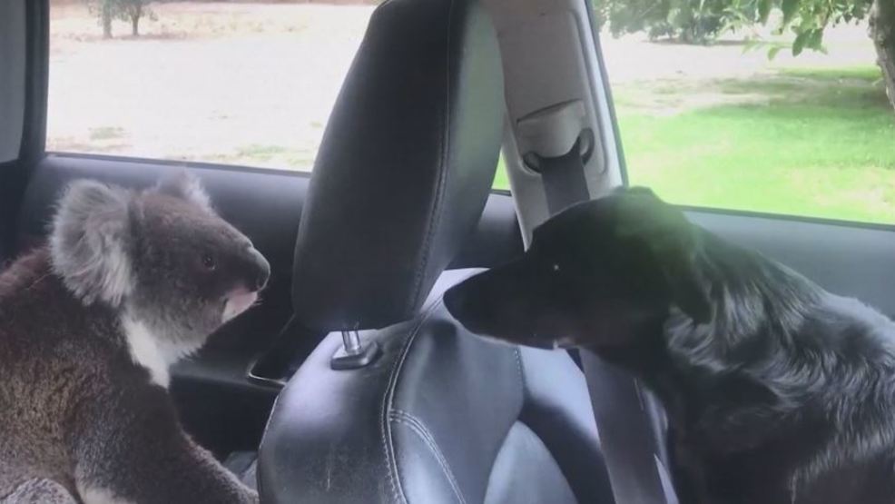 Koala crawls into car in Australia | WKRC