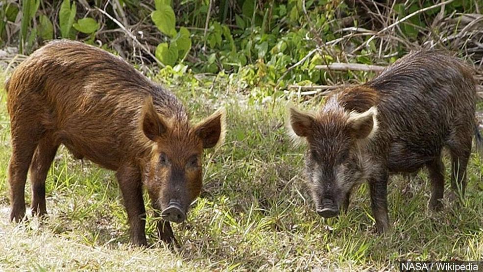 Thousands of feral hogs killed in first 9 months of 2018 | KRCG